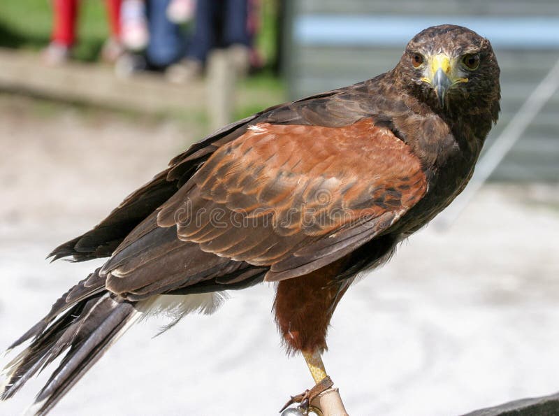 A Harris Hawk Perched at a Falconery Display in the UK Stock Photo ...