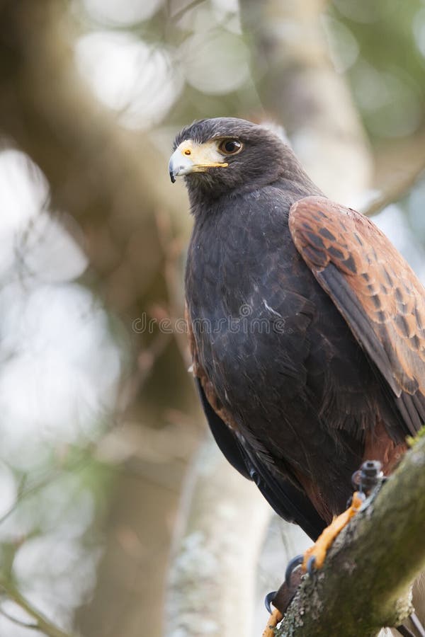 Harris hawk stock photo. Image of beauty, mammal, beak - 49389904