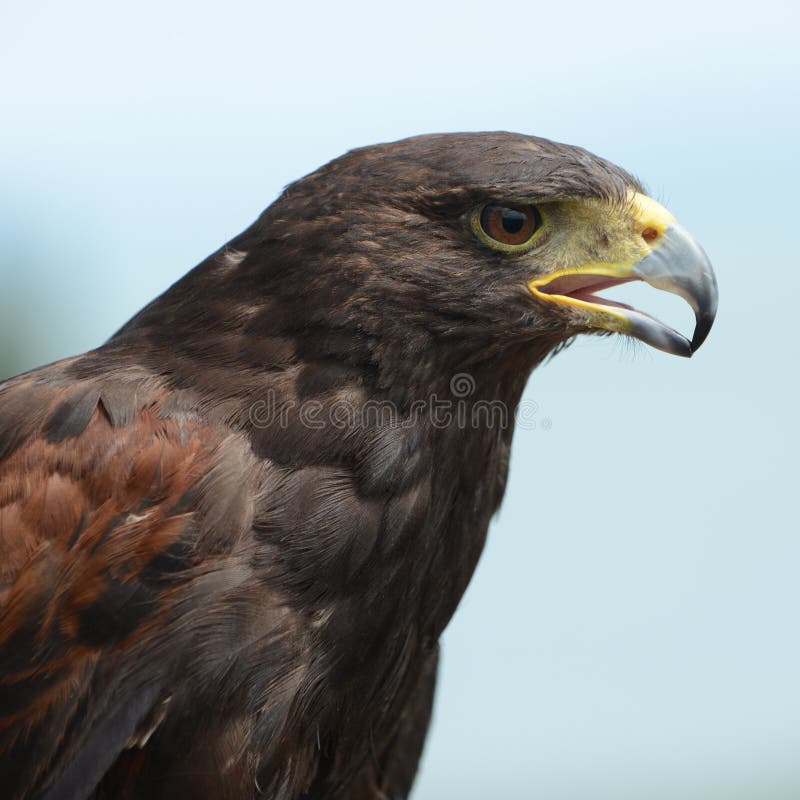 Harris Hawk portrait stock photo. Image of looking, portrait - 37717632