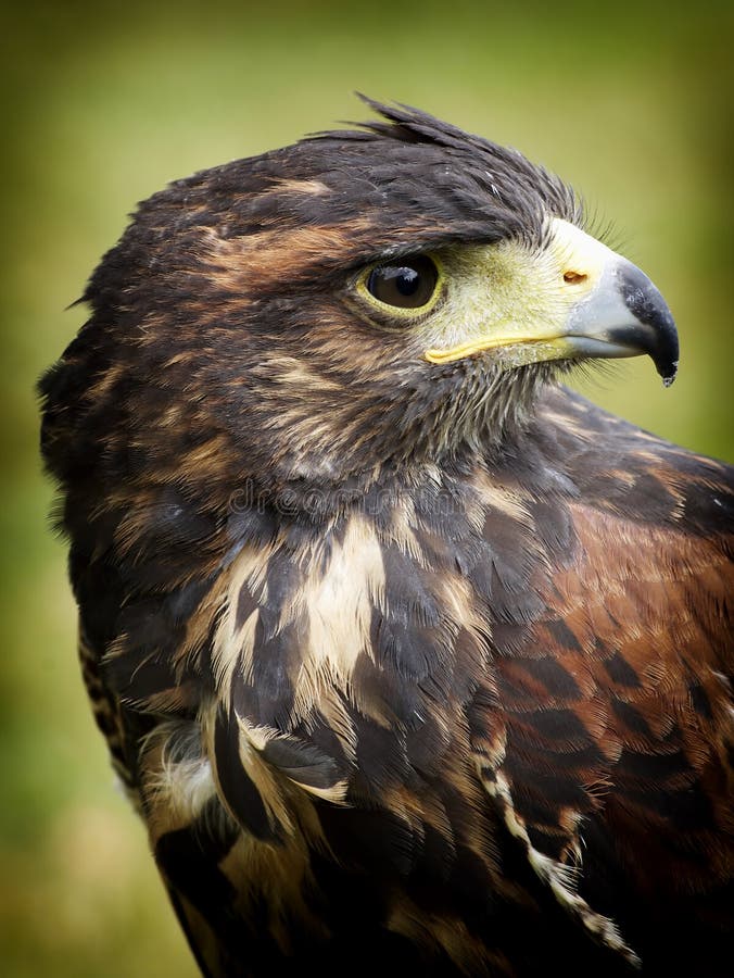 Harris hawk portrait stock photo. Image of outdoors, carnivore - 4784484