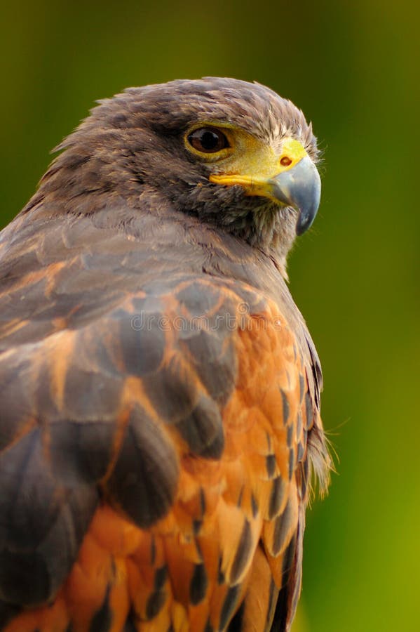 Harris hawk portrait stock image. Image of unicinctus - 4707489