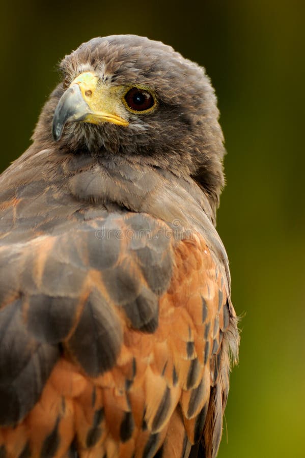 Harris hawk portrait stock photo. Image of outdoors, carnivore - 4784484