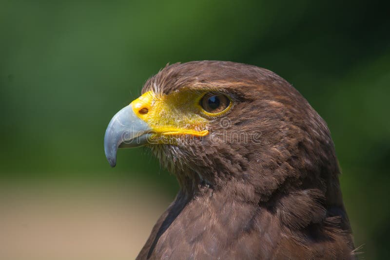 A Headshot of a Harris Hawk Parabuteo Unicinctus Perched in a Pine Tree ...