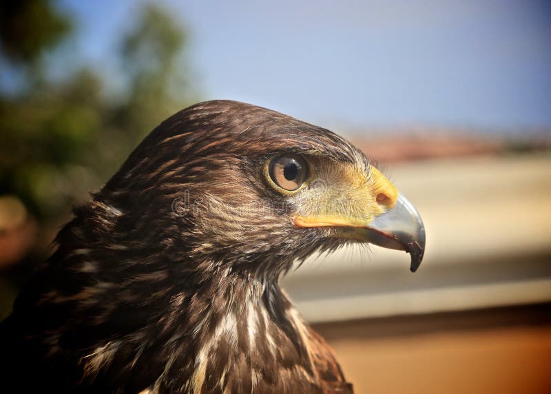 Harris Hawk face stock photo. Image of surprised, funny - 129243454