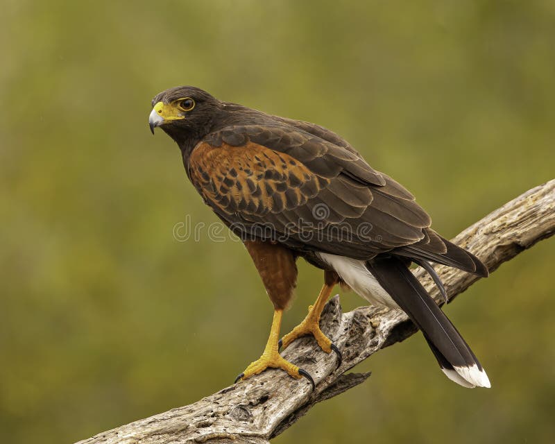Harris` Hawk Raptor Poses on Tree Limb Stock Photo - Image of avian ...