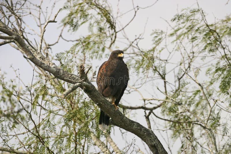 Harris Hawk stock image. Image of america, talons, feathers - 36337181