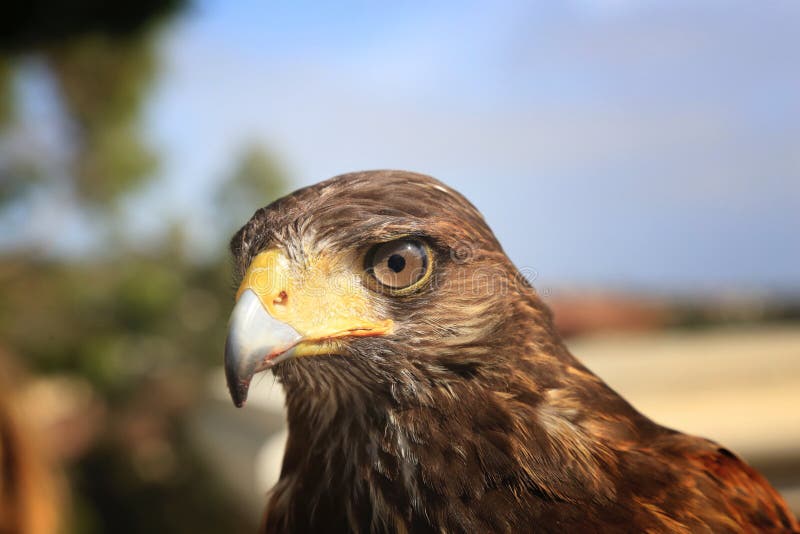Harris Hawk stock photo. Image of hawk, beak, side, profile - 129243384