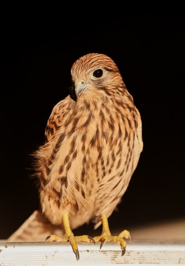 Harris Hawk Sitting on Branch Stock Photo - Image of wing, isolated ...
