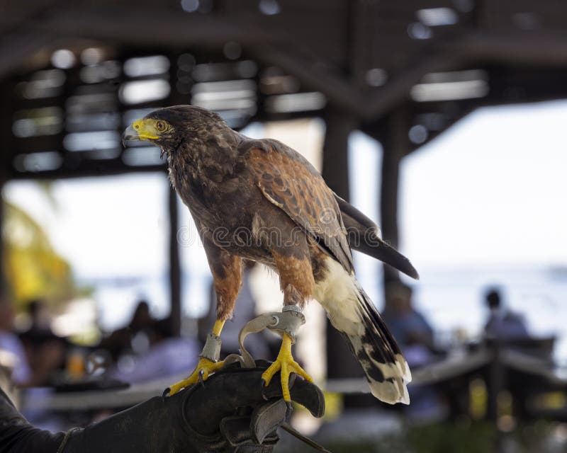 Harris Hawk stock photo. Image of cozumal, wildlife - 301931064