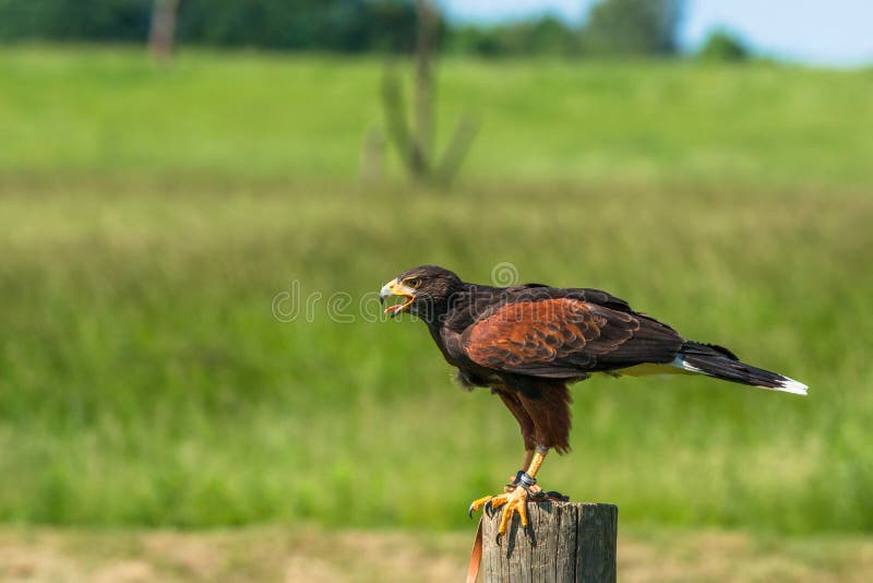 Harris Hawk Sitting on a Wooden Pole Stock Photo - Image of bird, eagle ...
