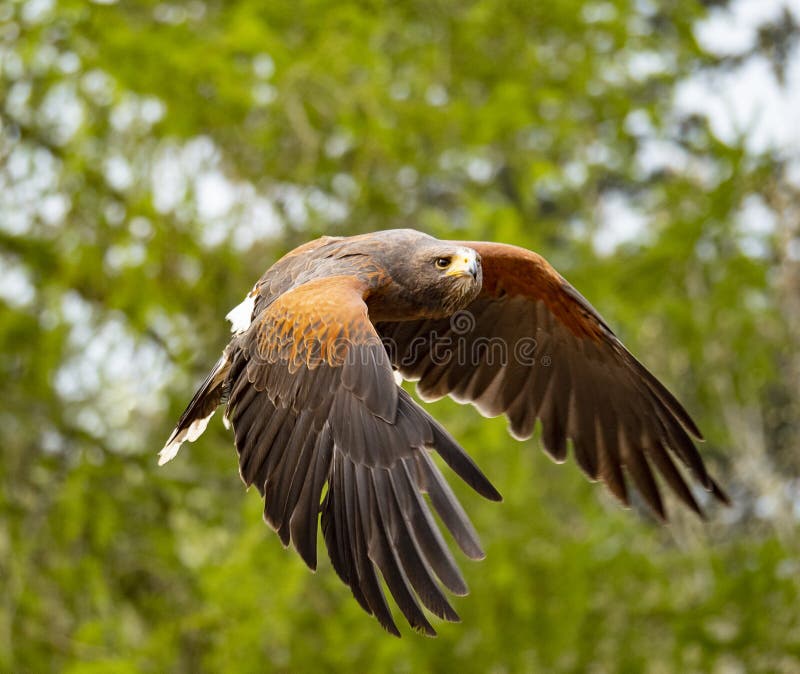 Harris Hawk Spreads Its Wings Stock Image - Image of spreads, flapping ...