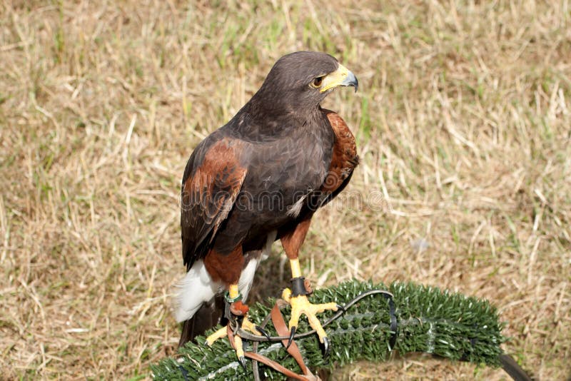 Harris Hawk on stand stock image. Image of predator, harris - 15782519
