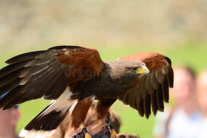 Harris Hawk Standing on a Persons Head Stock Image - Image of open ...