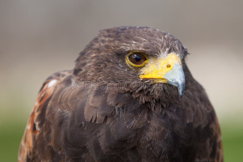 Harris hawk full body stock photo. Image of falconry - 25867270