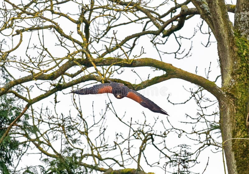 Harris Hawk Swooping in Flight Stock Image - Image of hunt, dusky ...