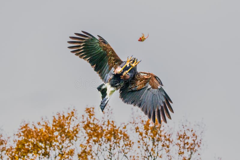 A Harris Hawk Swoops in with Its Talons Ready To Grab it`s Food Stock ...