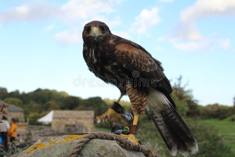 Harris Hawk stock photo. Image of hawk, raptor, bird - 127565604