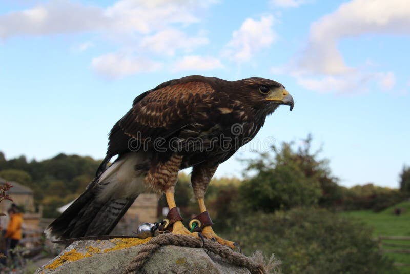 Harris Hawk Pursuing the Bait Editorial Stock Image - Image of ...