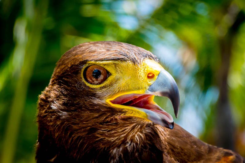 Harris Hawk stock image. Image of caribbean, working - 73476577