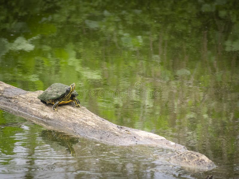 Cute little turtle stock photo. Image of animal, georgia - 156390496
