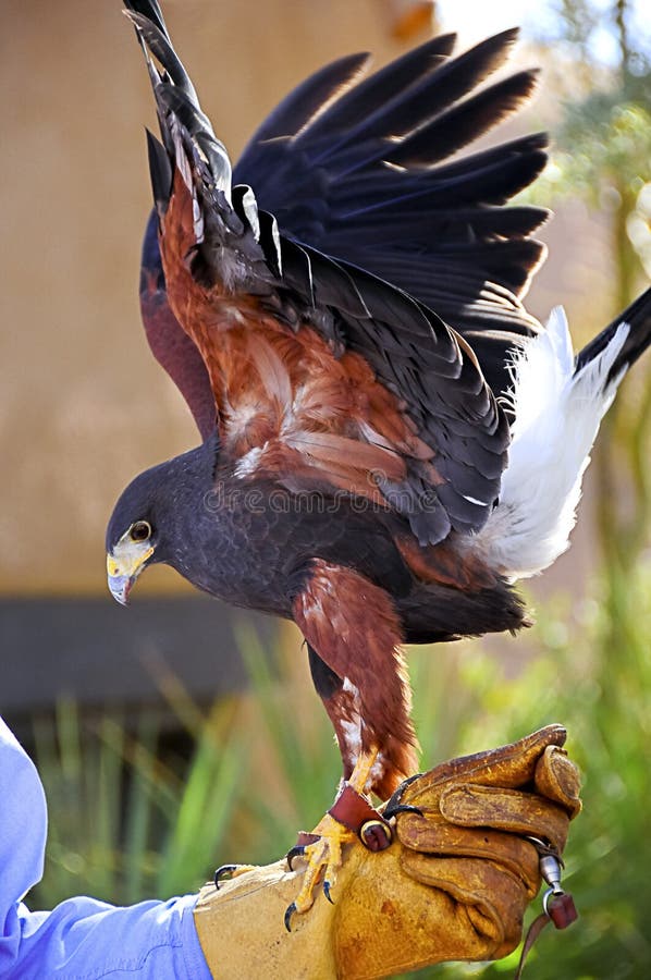 Harris s Hawk stock photo. Image of talons, yellow, southwest - 24641052