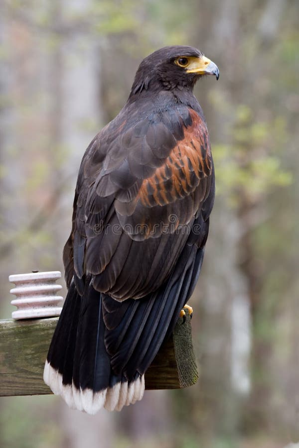 Harris s Hawk stock photo. Image of bird, wild, perching - 5840394