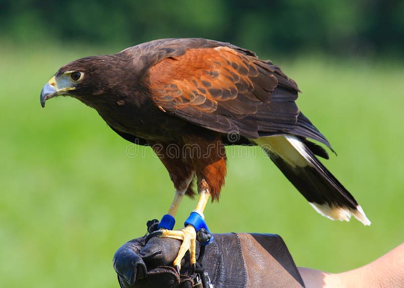 Harris s Hawk stock image. Image of wildlife, prey, leather - 6120539