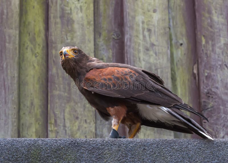 Harris`s Hawk, the Bay-winged Hawk, Dusky Hawk, a Wolf Hawk, a Medium ...