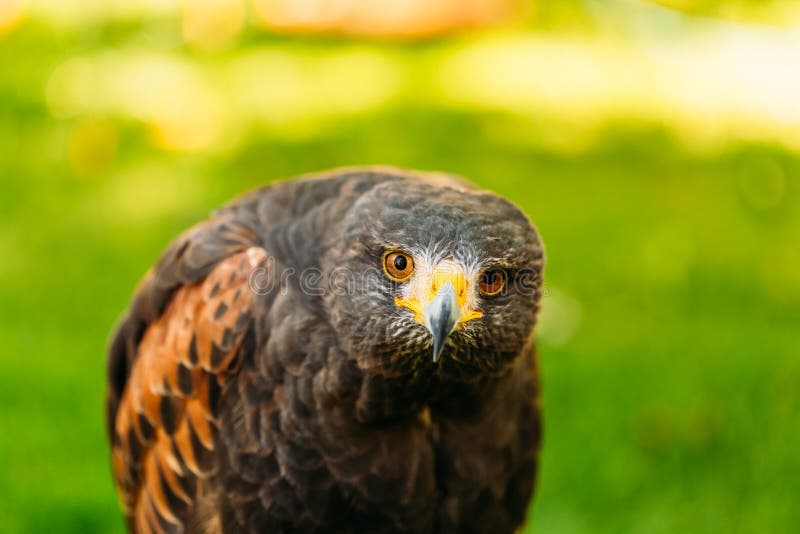 The Harris S Hawk or Bay-winged Hawk or Dusky Hawk Stock Photo - Image ...