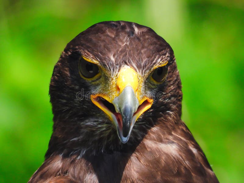 Harris S Hawk Close Up with Intense Eye and Beak Slightly Open Looking ...