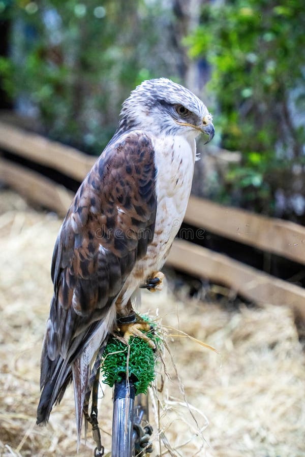Harris S Hawk or Dusky Hawk or Wolf Hawk Stock Photo - Image of ...