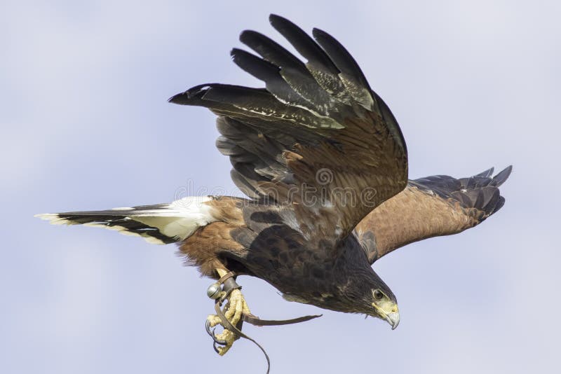 Falconry. Harris Hawk Bird of Prey in Flight Hunting. Stock Photo ...
