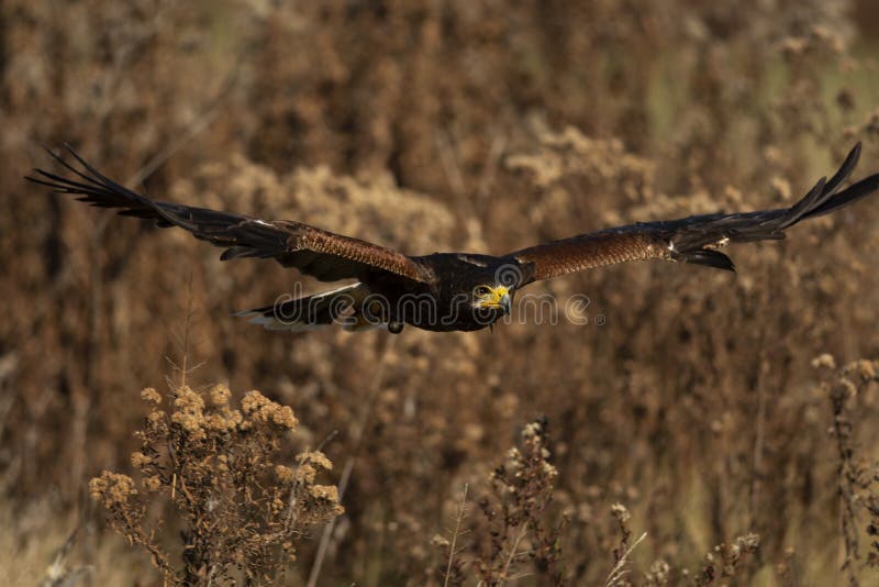 Harris`s hawk in flight stock photo. Image of falcon - 223030594
