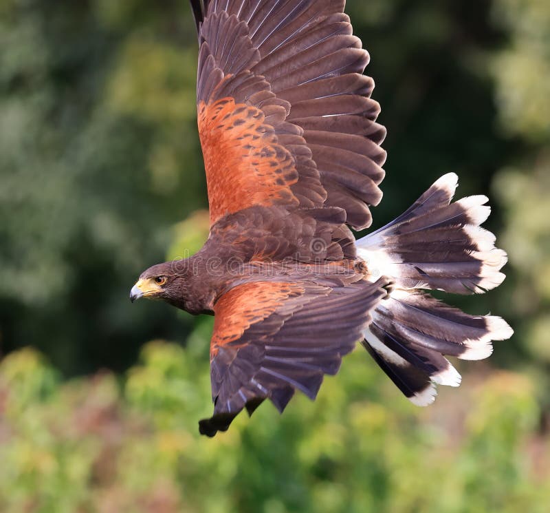Harris S Hawk Flying on the Green Background Stock Photo - Image of ...
