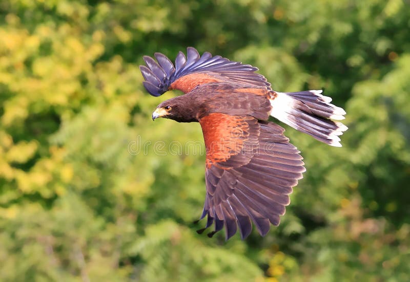 Harris S Hawk Flying on the Green Background Stock Image - Image of ...