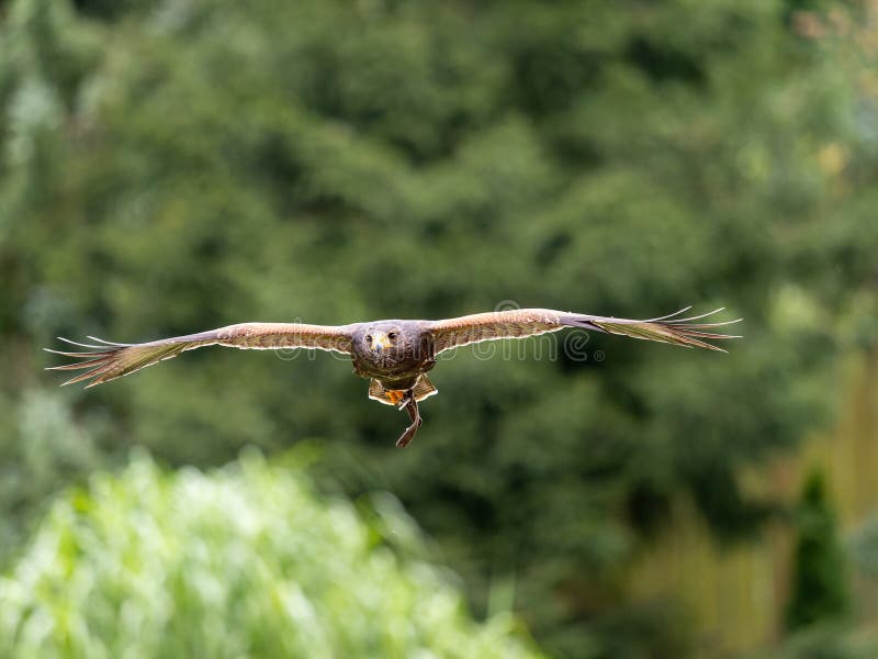 Harris S Hawk Flying Towards the Camera Stock Image - Image of hand ...