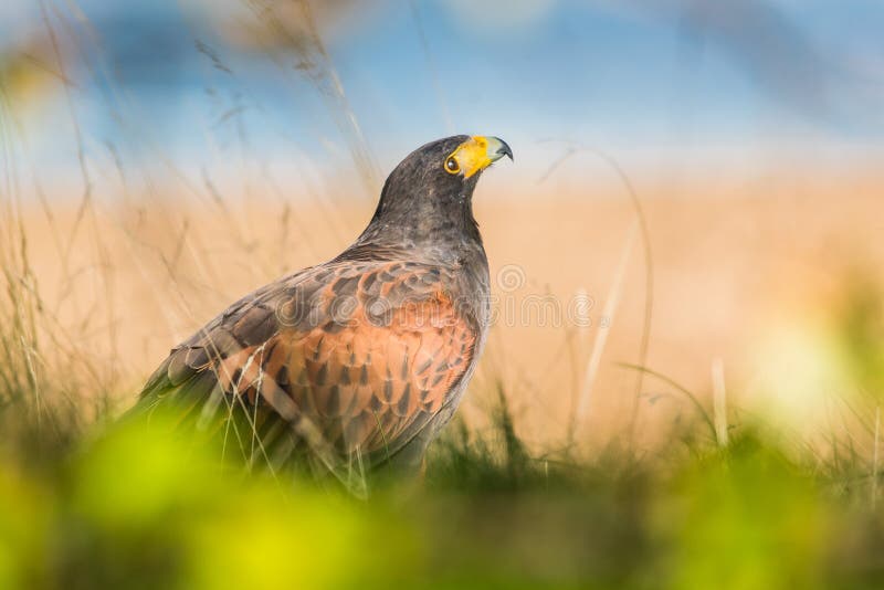 Harris S Hawk Looking Upwards Stock Image - Image of blue, parabuteo ...