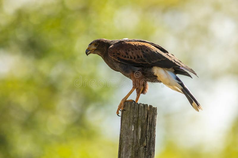 Harris s hawk stock image. Image of america, wolf, predator - 275656457