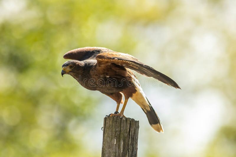 387 Wolf Hawk Stock Photos - Free & Royalty-Free Stock Photos from ...