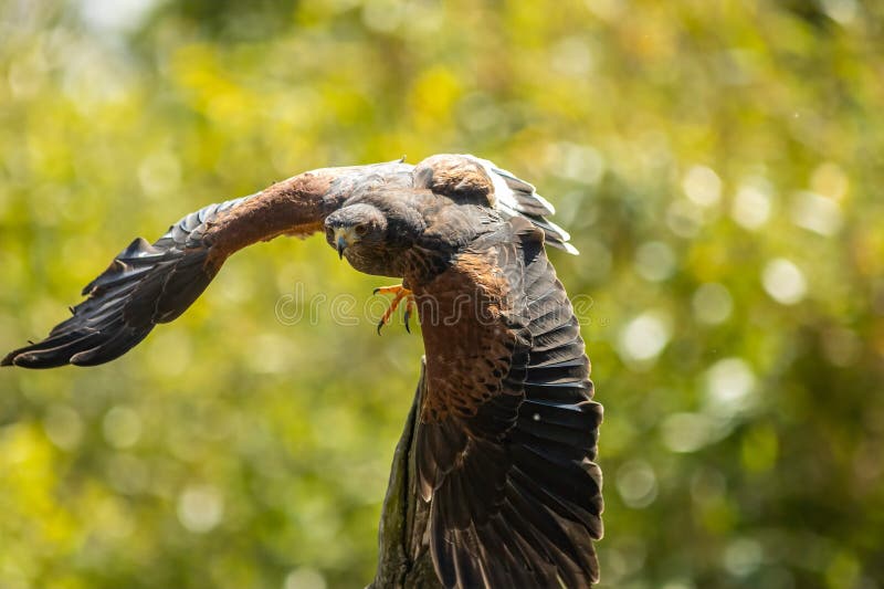 387 Wolf Hawk Stock Photos - Free & Royalty-Free Stock Photos from ...