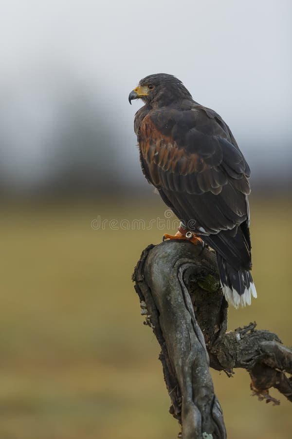 Female Harris Hawk Stock Photos - Free & Royalty-Free Stock Photos from ...