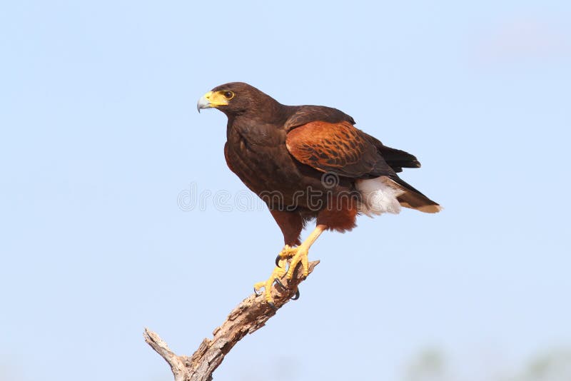 Harris s Hawk - Texas stock photo. Image of hawk, adult - 30286682