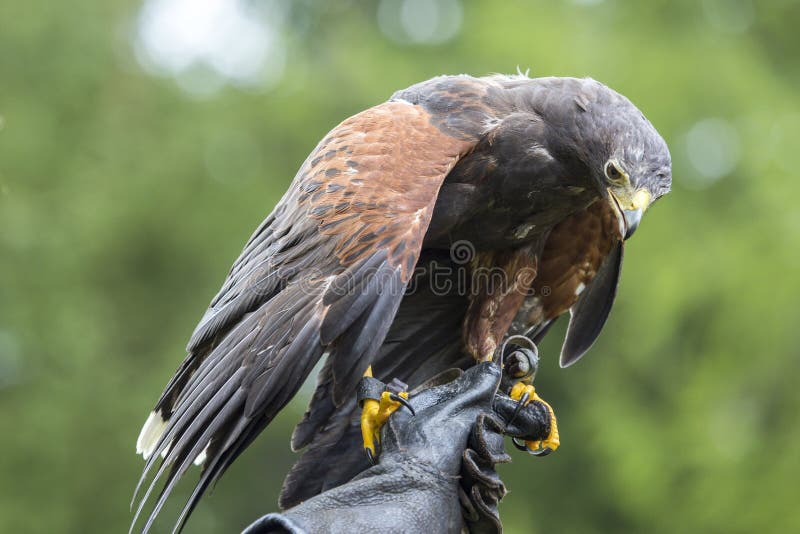 Harris S Hawk Perched on the Hand of a Falconer Stock Image - Image of ...