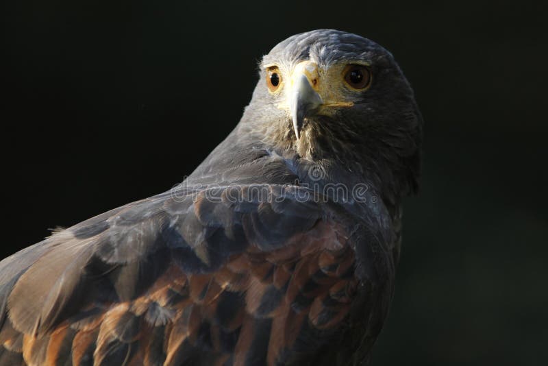Red-Tailed Hawk Profile stock image. Image of close, portrait - 1223161