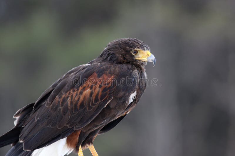 Hawk s profile stock image. Image of face, fowl, strength - 20982389