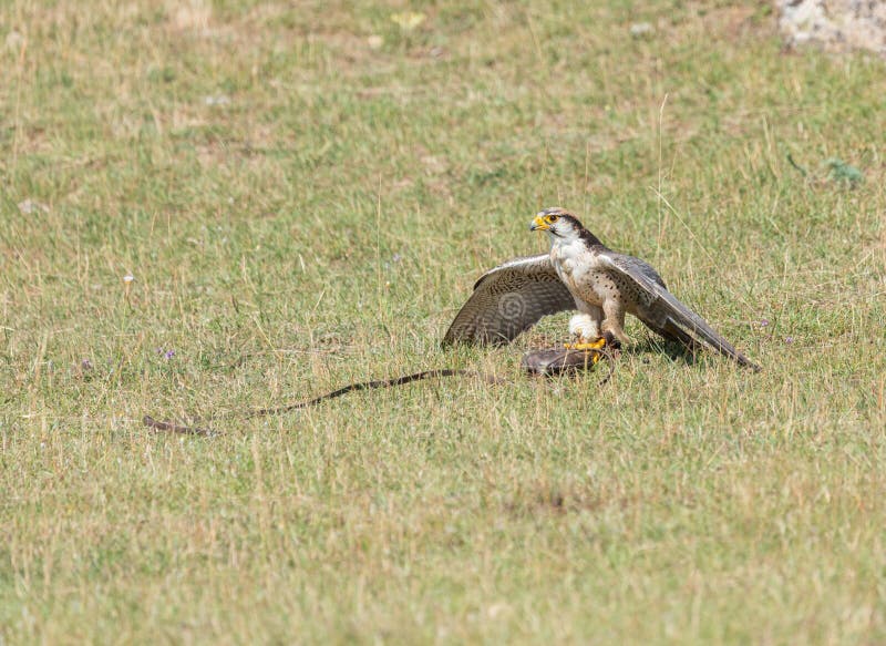 Harris`s Hawk during a Show Stock Photo - Image of tail, harriss: 225797344