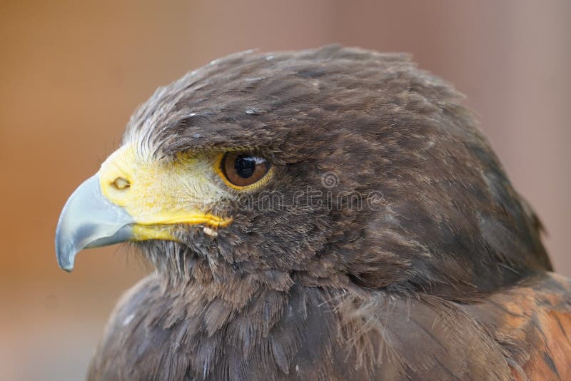 Harris`s hawk in the sun stock image. Image of accipitridae - 247974829