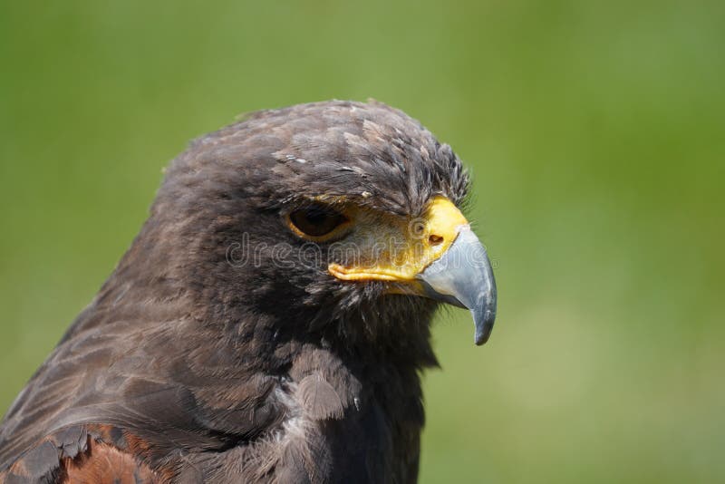 Harris`s hawk in the sun stock photo. Image of peuco - 247976610