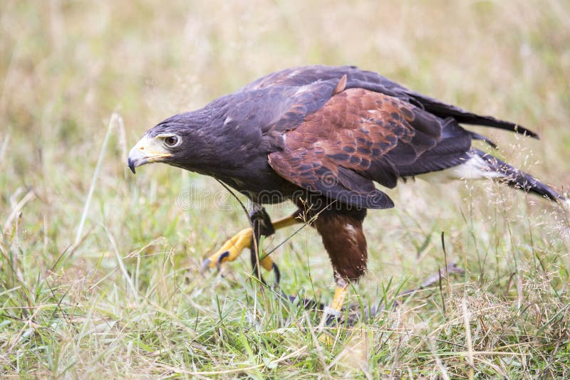 Harris S Hawk Perched on the Hand of a Falconer Stock Image - Image of ...