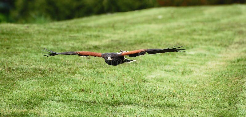 Harris s Hawks in flight stock image. Image of feet, entire - 58363123